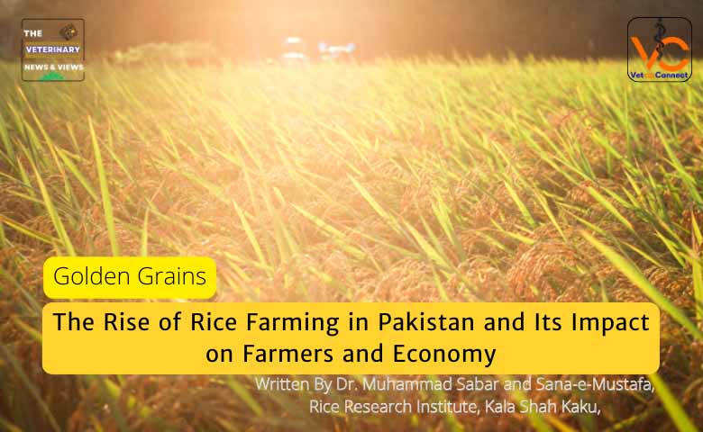 Golden Grains: The Rise of Rice Farming in Pakistan and Its Impact on ...