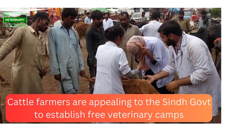 Cattle Farmers are appealing to the Sindh Govt to Establish Free ...