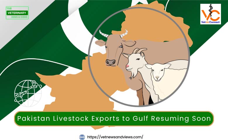 Pakistan Livestock Exports to Gulf Resuming Soon - The Veterinary News ...