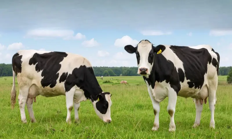 4 Major Animal Health Issues You Should Know About